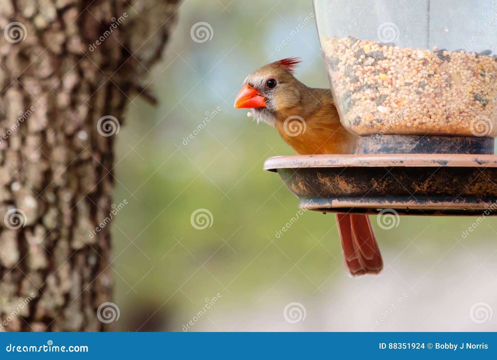 Female Cardinal Bird on the Feeder Stock Photo - Image of cardinal ...