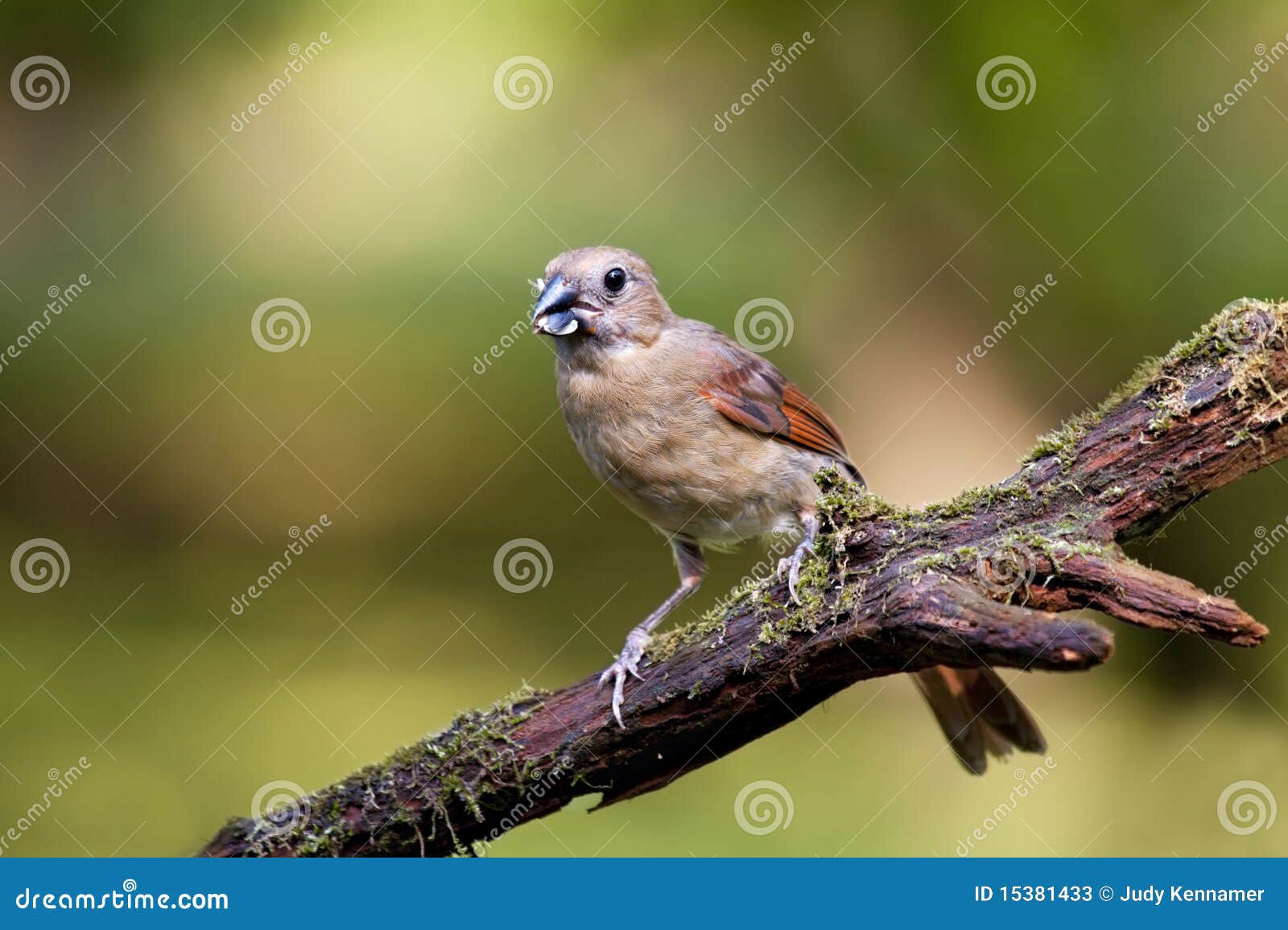 Female Cardinal Bird on Limb Stock Image - Image of perch, brown: 15381433