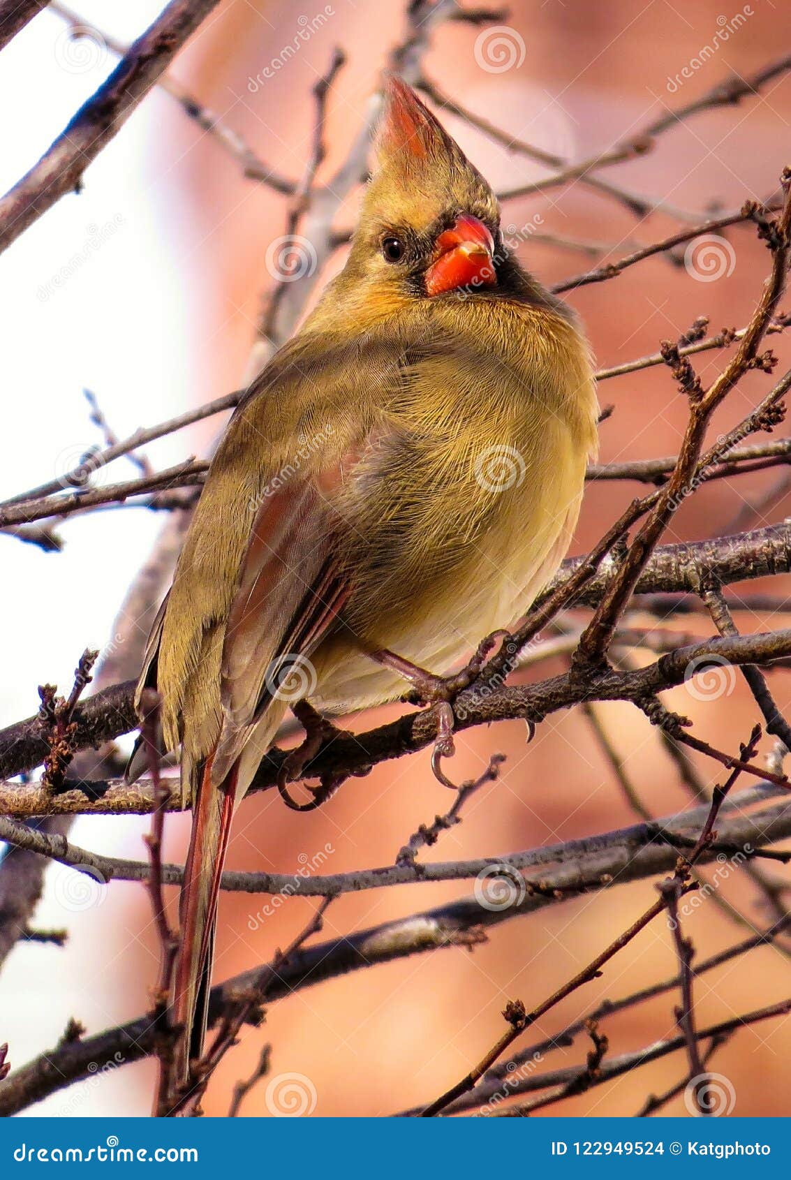 Female Cardinal Bird Perched on Tree Branches Stock Photo - Image of ...
