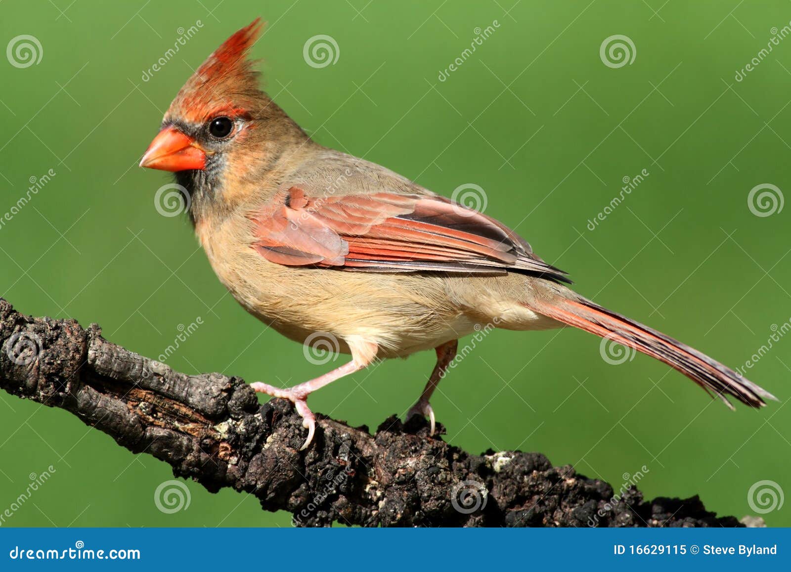 Female Cardinal Royalty-Free Stock Image | CartoonDealer.com #7089520