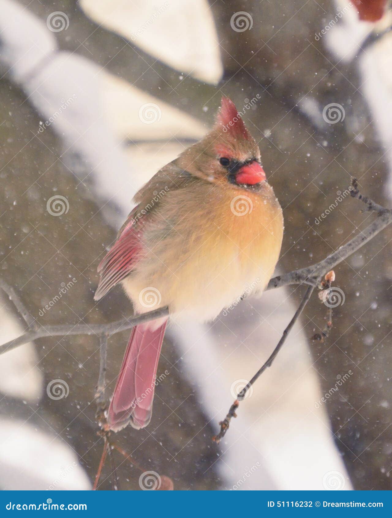 Female Cardinal on Branch in Snow Stock Photo - Image of snow, cold ...