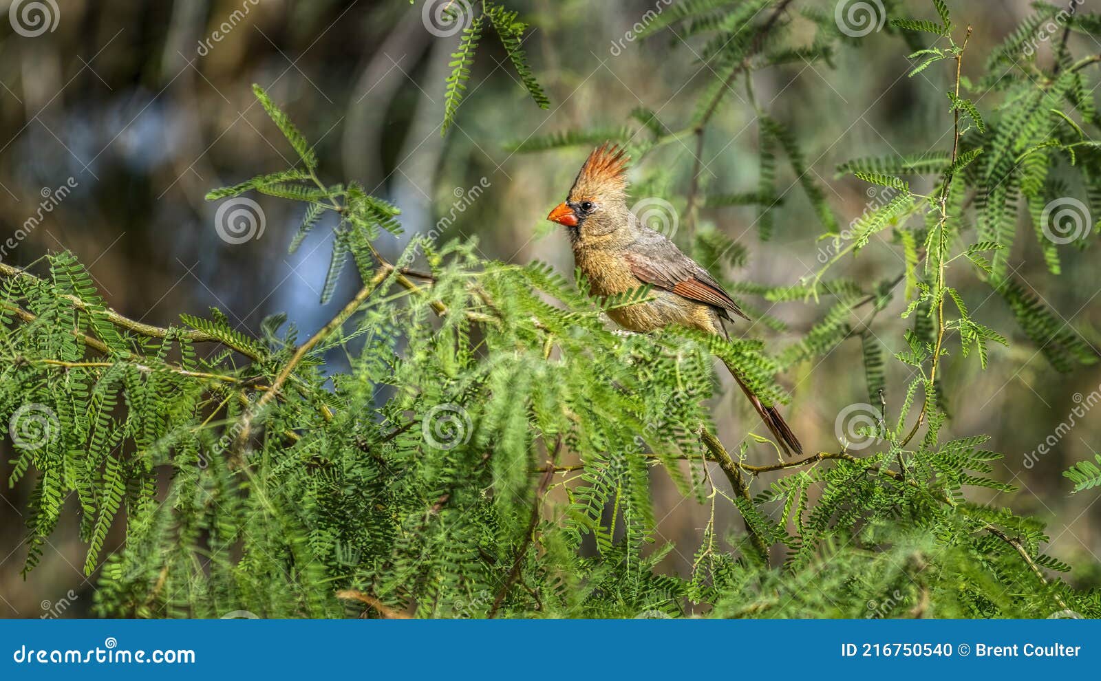 Female Cardinal on a Mesquite Tree Stock Photo - Image of beak ...