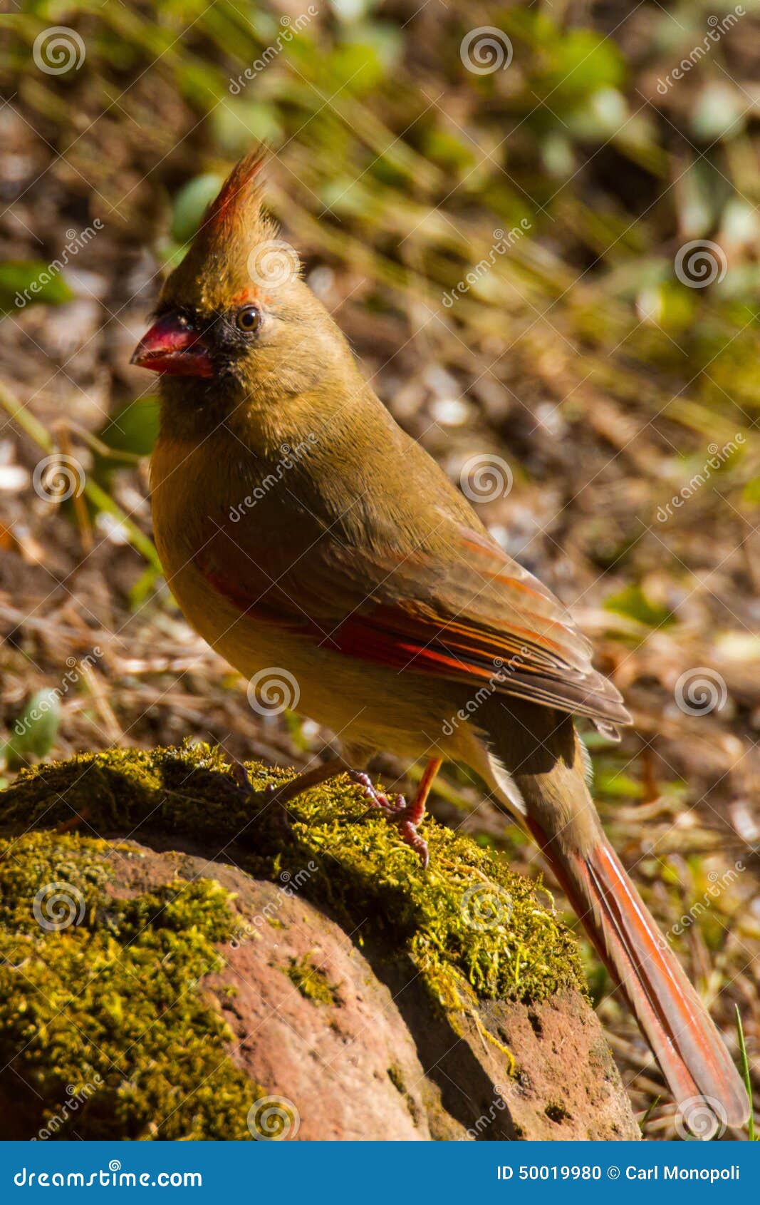 Female Cardinal Cardinalidae Stock Photo - Image of stare, beak: 50019980