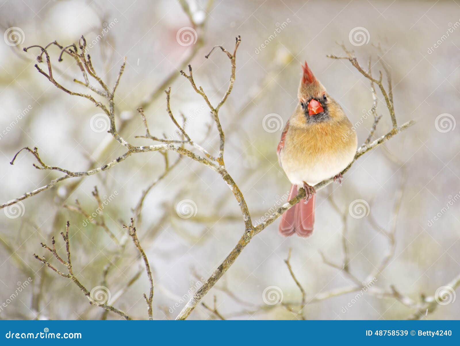Female Cardinal on a Cold Snowy Day. Stock Image - Image of birds ...