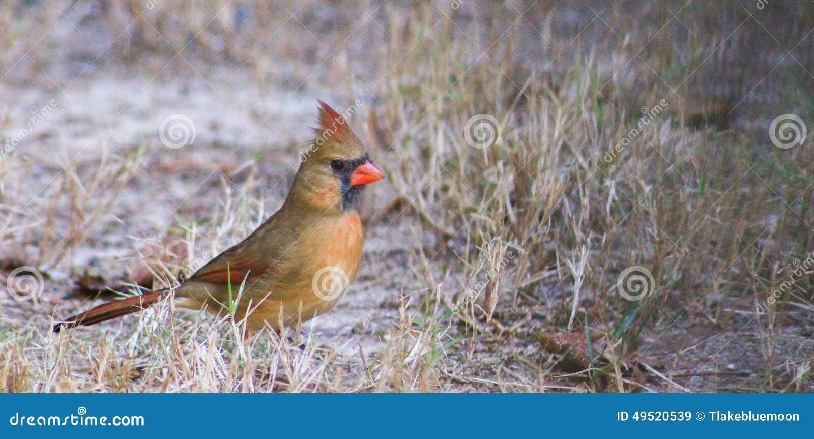 Female Cardinal crest up 2 stock image. Image of carolina - 49520539