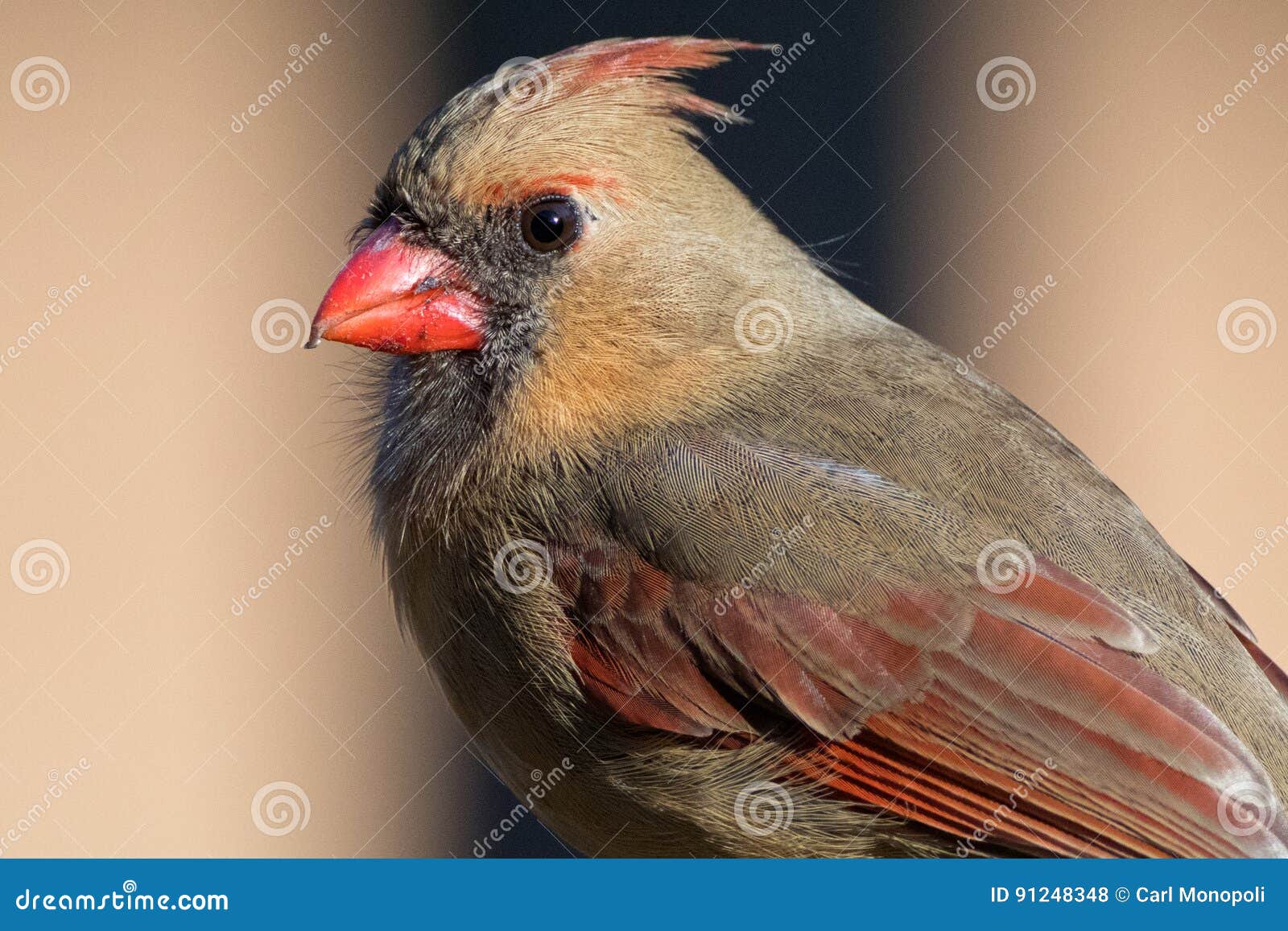 Female Cardinal Detailed Portrait Stock Photo - Image of fauna ...