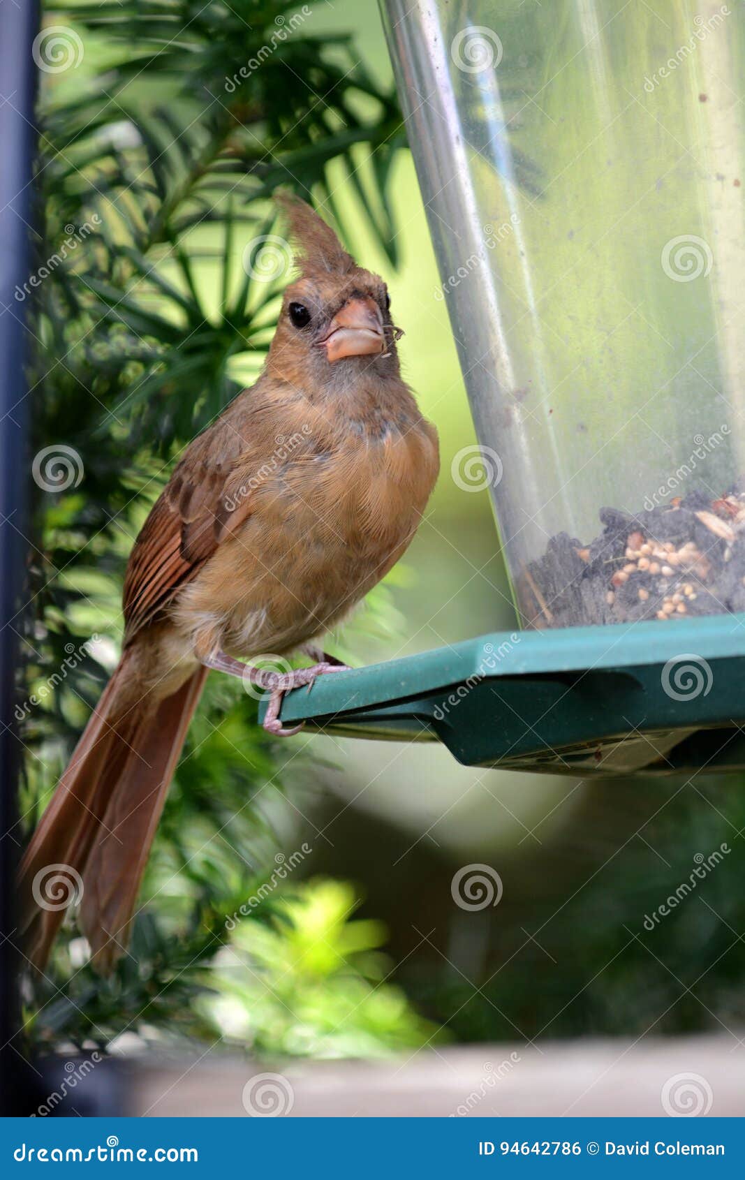 Female cardinal stock photo. Image of claws, cardinal - 94642786