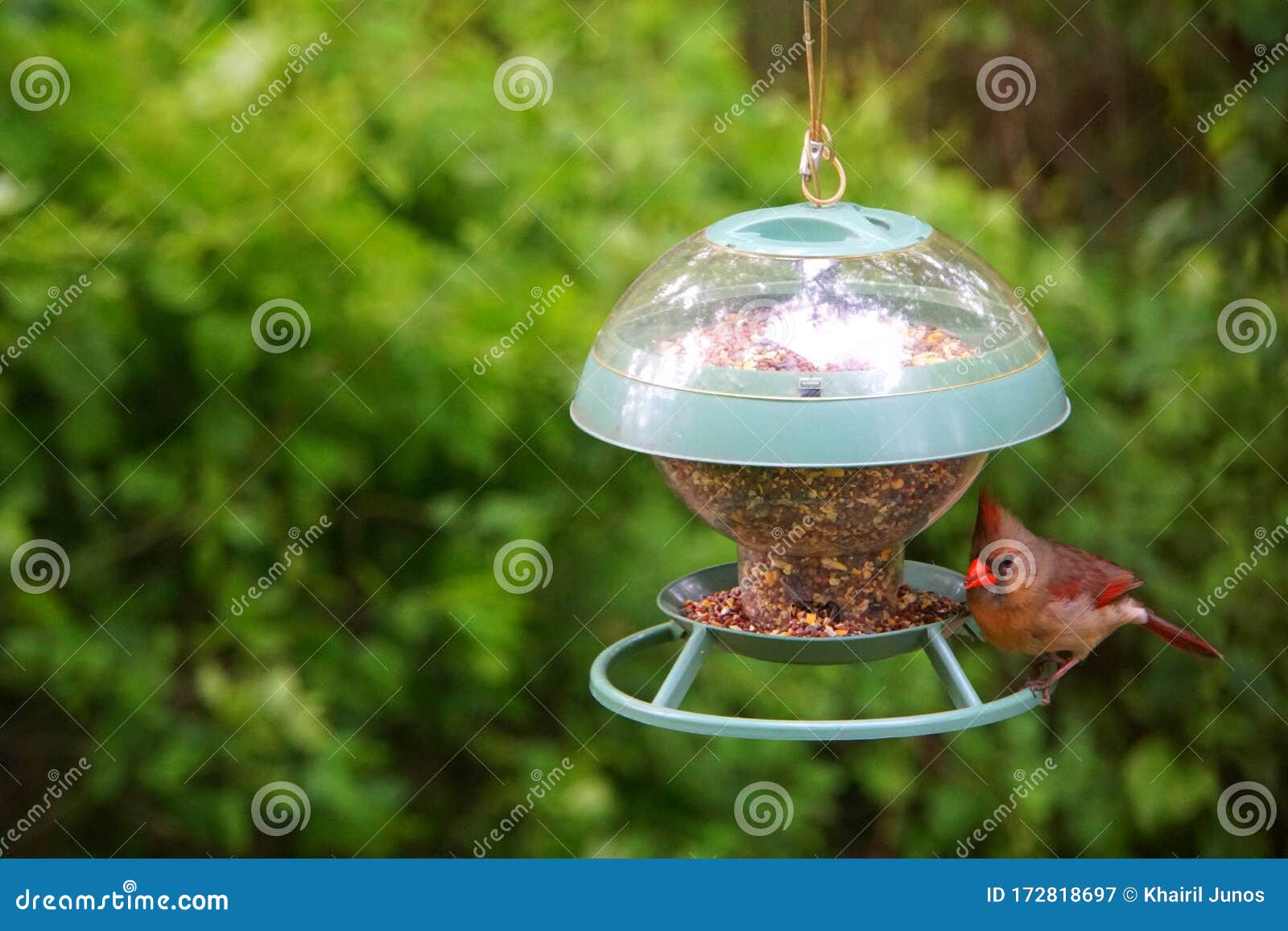 A Female Cardinal Eating Seeds on the Bird Feeder Stock Image - Image ...
