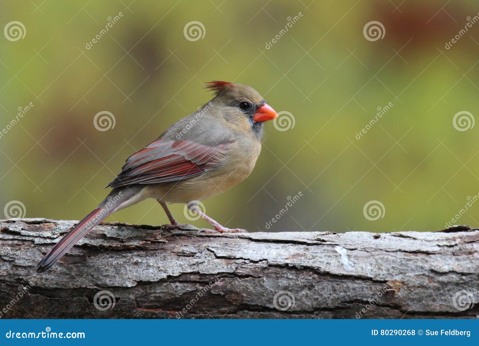 Female Cardinal in Fall stock photo. Image of wild, festive - 80290268