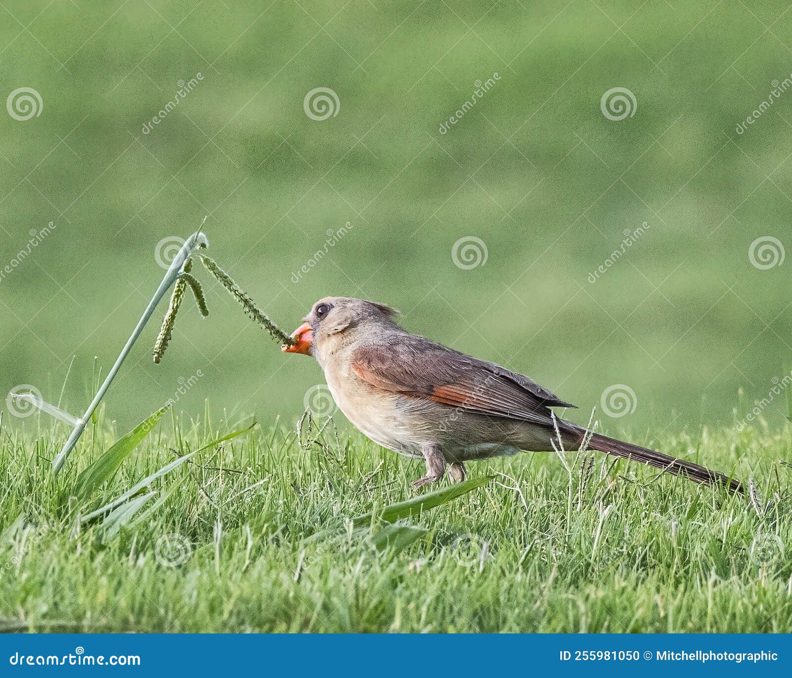 Female Cardinal Feeding on Grass Seed Stock Photo - Image of bird ...