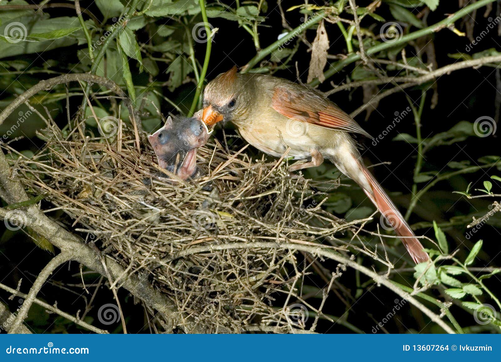 Female Cardinal Feeding Nestlings. Stock Photo - Image of nestling ...