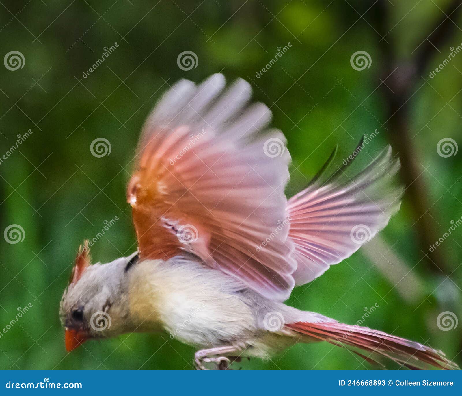 Female Cardinal Flying stock image. Image of green, plant - 246668893
