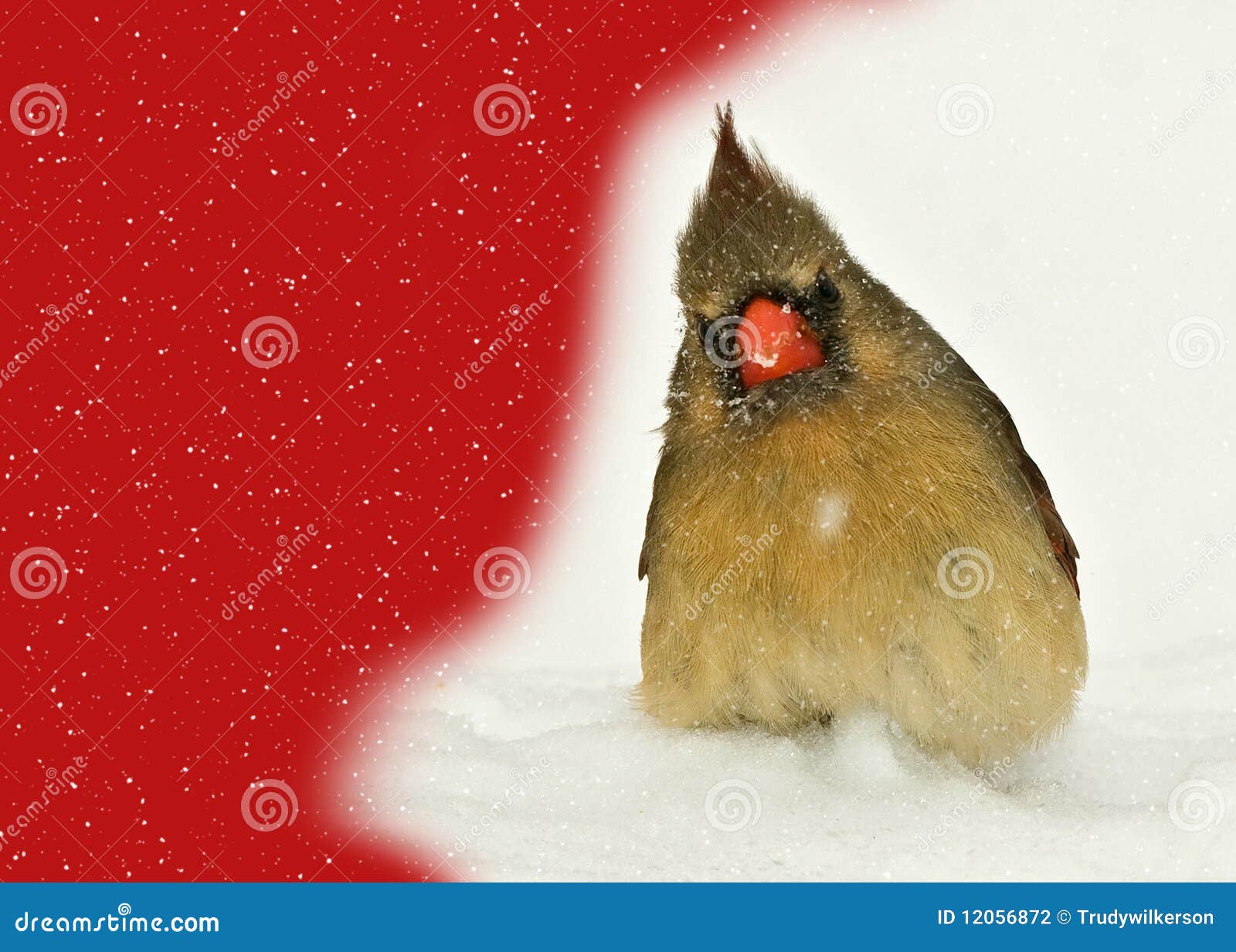 Female Cardinal Cartoon Vector | CartoonDealer.com #9377997