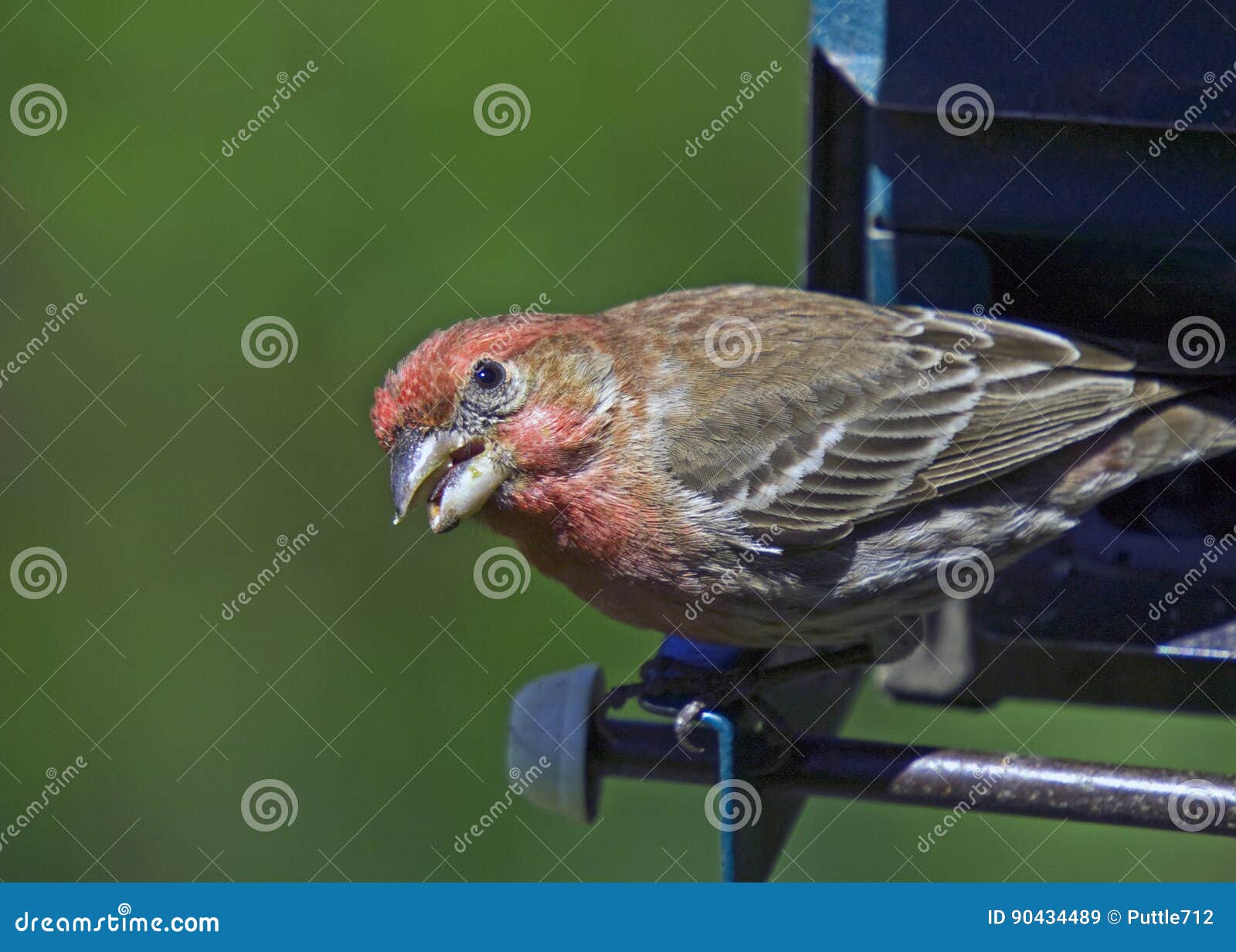 Female Cardinal with Open Beak Stock Image - Image of nature, wildlife ...