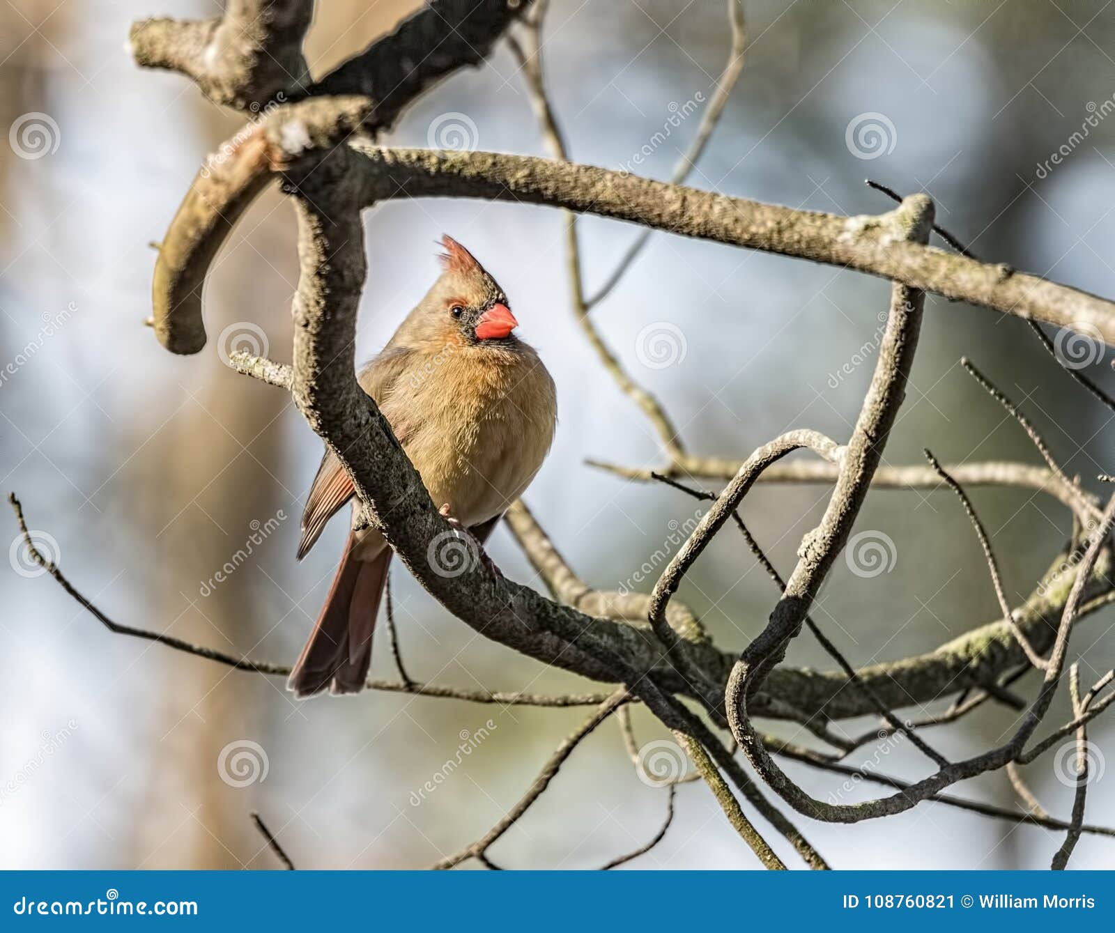 A female cardinal perched. stock image. Image of female - 108760821