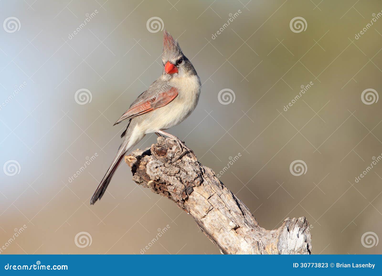 Female Cardinal Perched on a Branch Stock Image - Image of america ...
