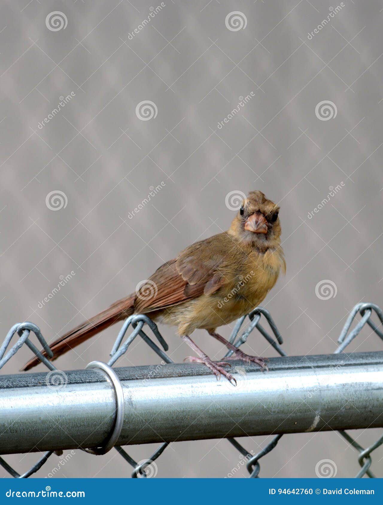 Female cardinal stock photo. Image of claws, bird, rail - 94642760