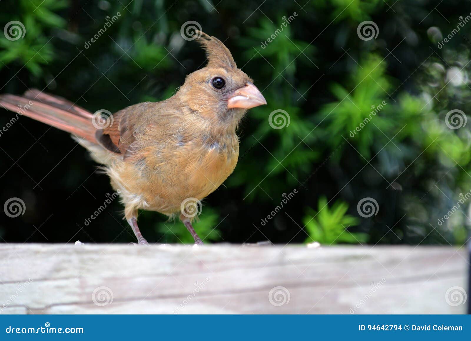 Female cardinal stock photo. Image of deck, perched, claws - 94642794