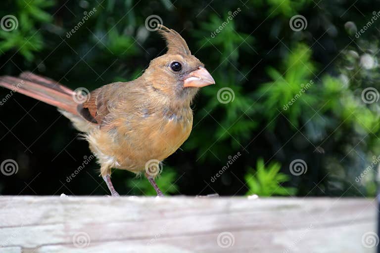 Female cardinal stock photo. Image of deck, perched, claws - 94642794