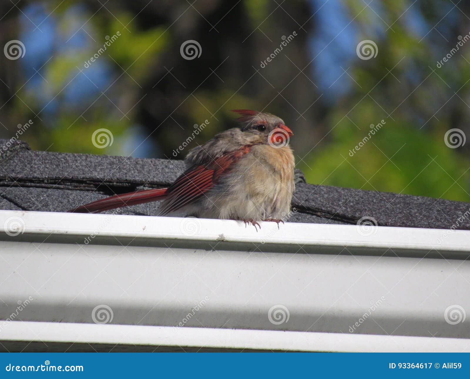 Female Cardinal stock image. Image of emberizidae, wildlife - 93364617