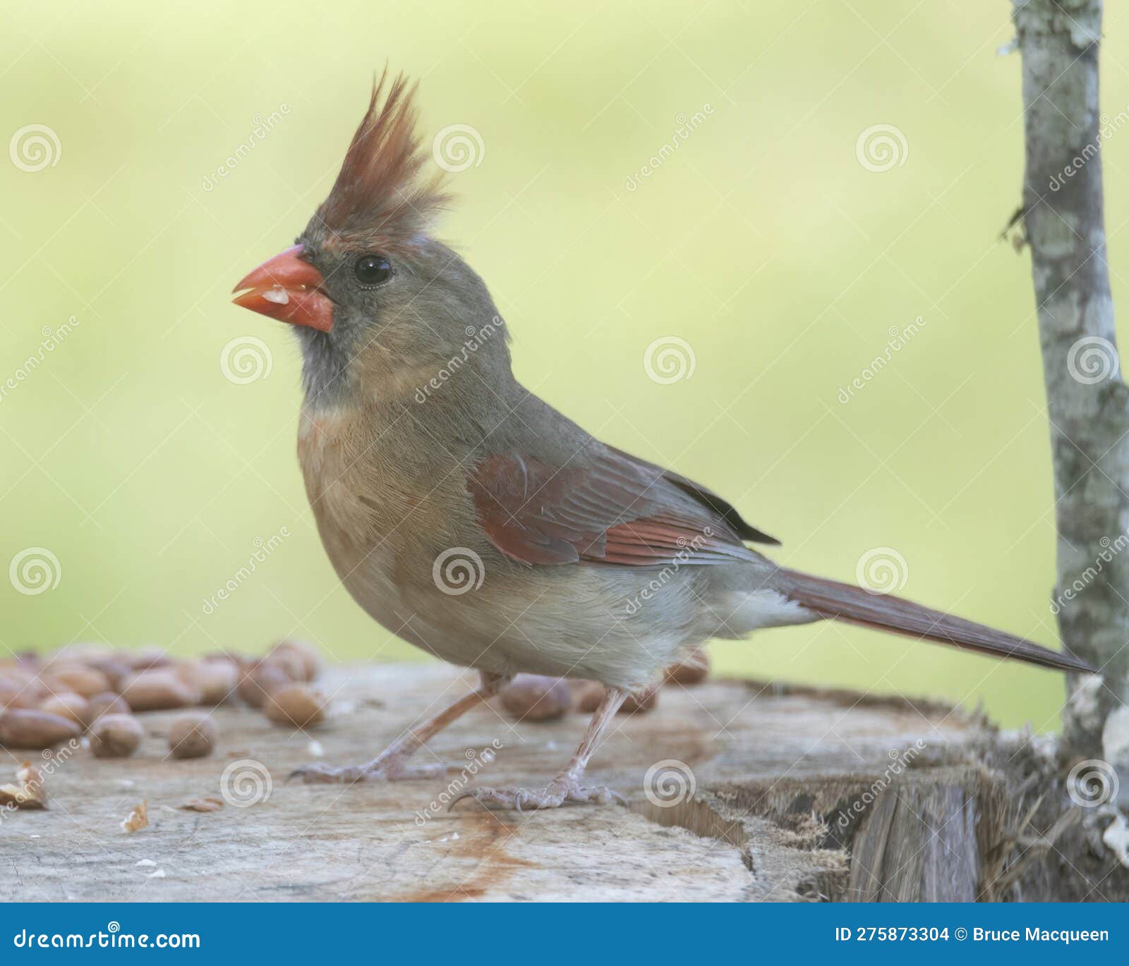 Female Cardinal Perched stock photo. Image of fauna - 275873304