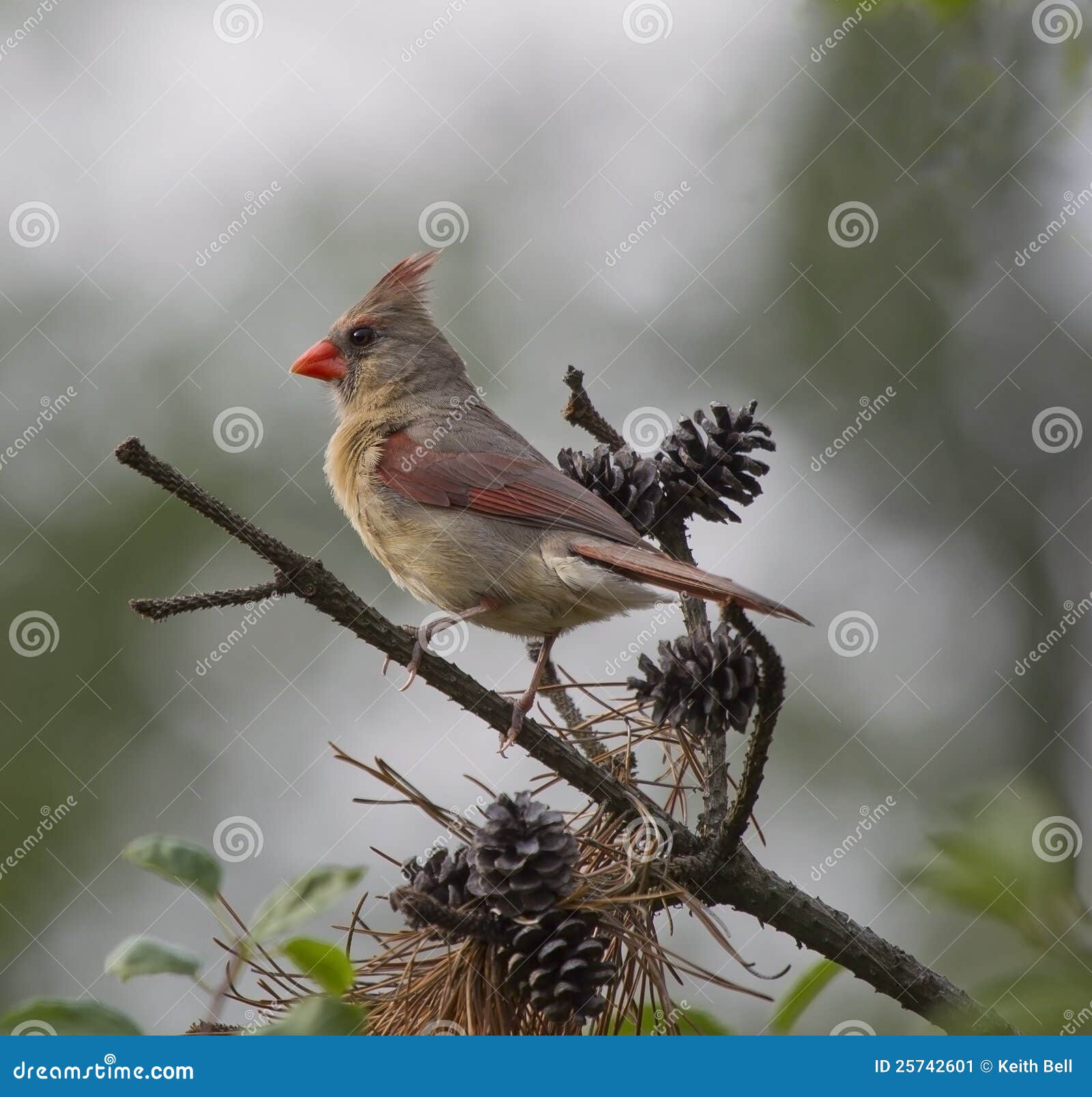 Female Cardinal on Pine Branch Stock Image - Image of bird, pine: 25742601
