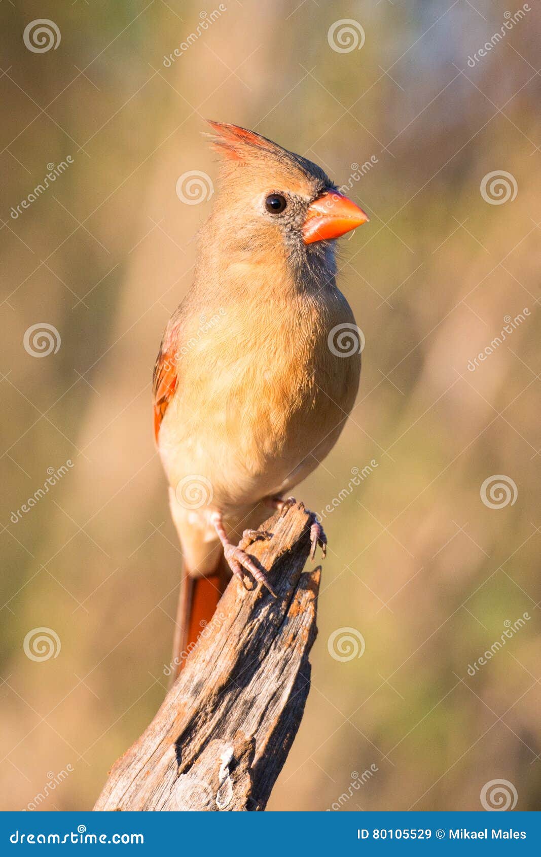Female cardinal portrait stock image. Image of feathers - 80105529