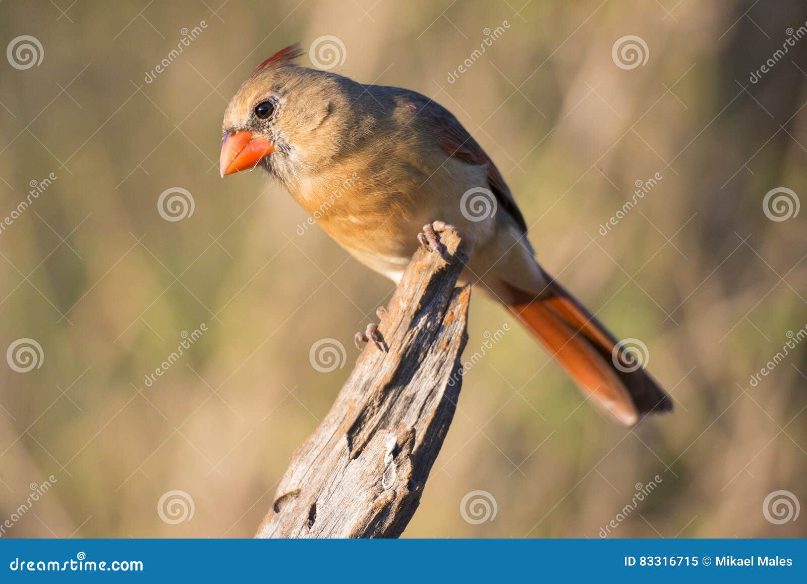 Female cardinal in profile stock image. Image of beak - 83316715