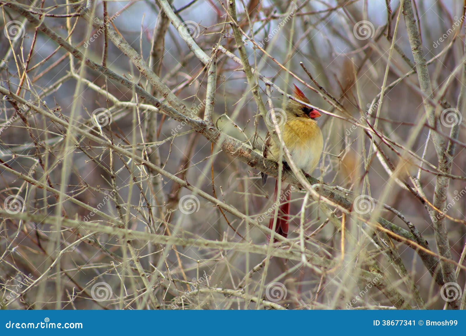Female Cardinal stock image. Image of north, michigan - 38677341