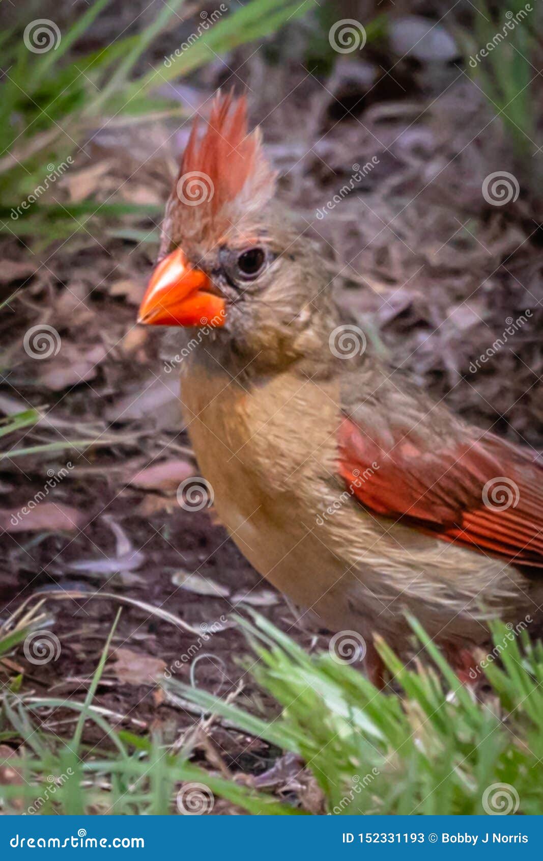 Female Cardinal Resting in the Grass Stock Image - Image of redbird ...