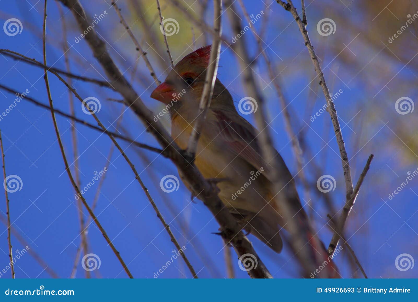Female Cardinal stock image. Image of southwest, tucson - 49926693