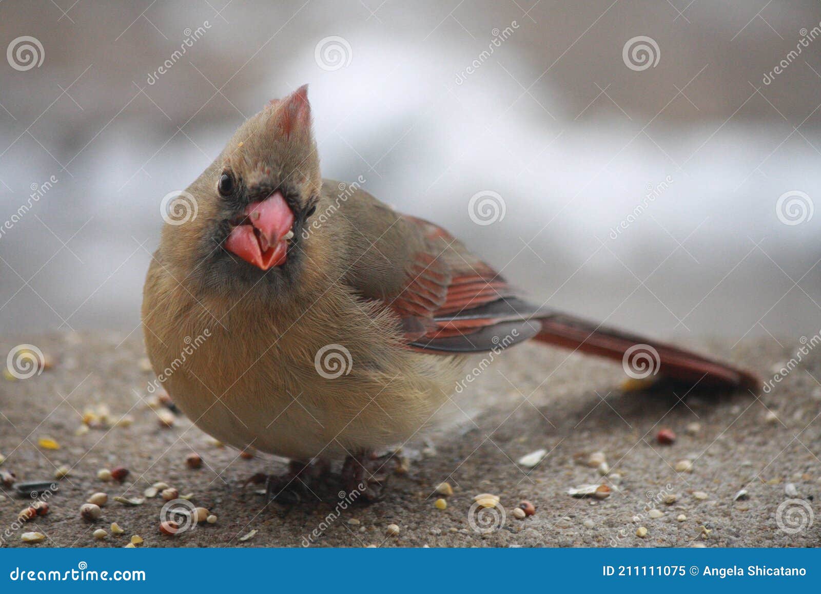 Female Cardinal with seed stock image. Image of shorebird - 211111075