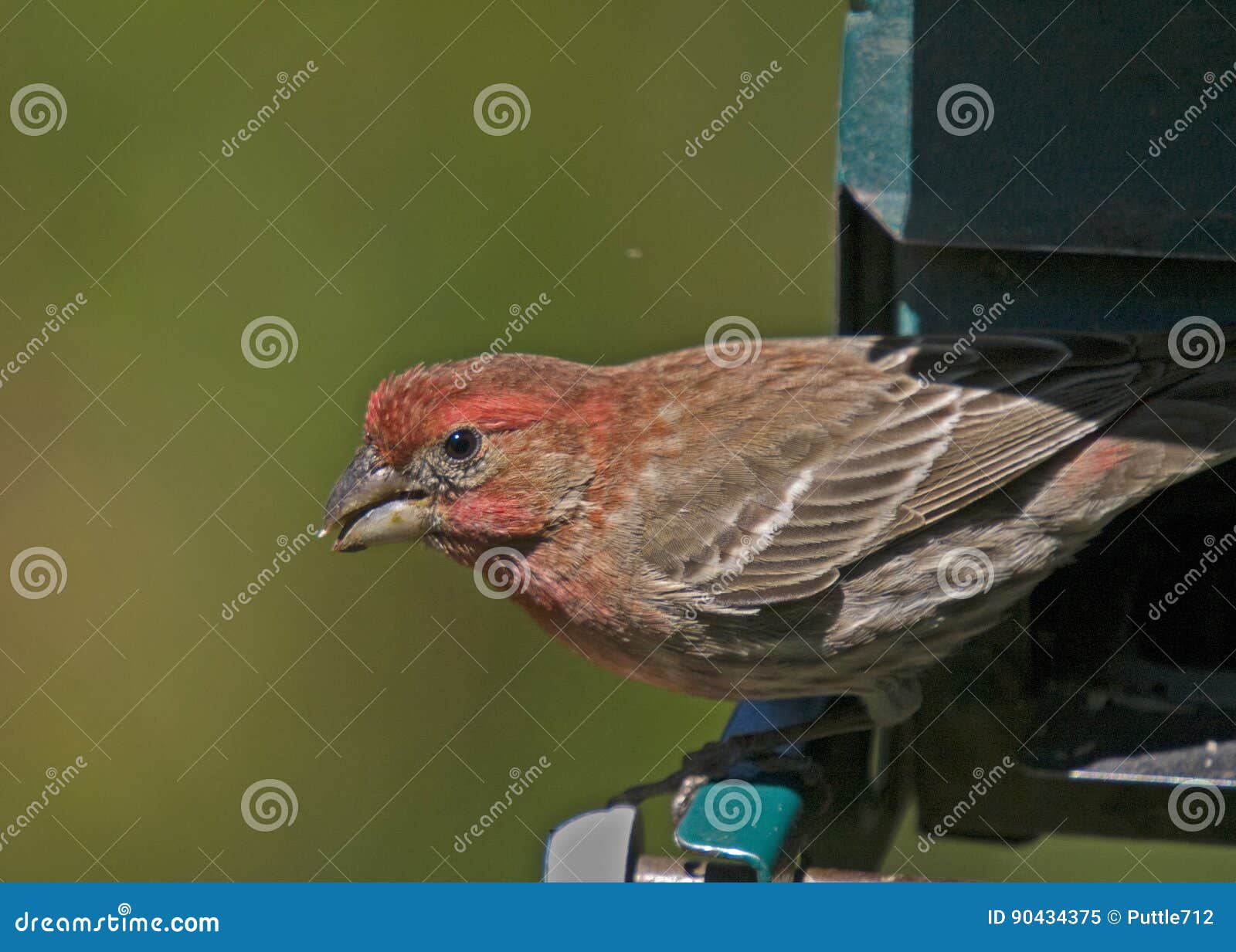 Female Cardinal with Seed stock image. Image of animal - 90434375