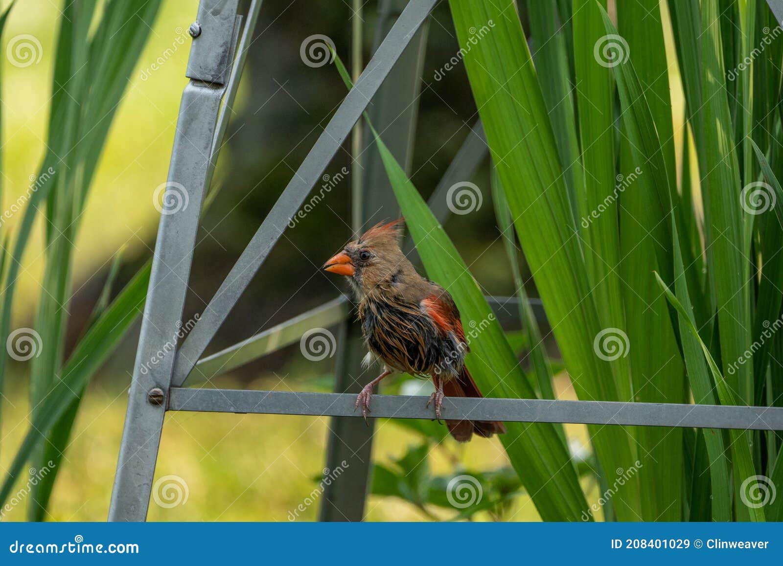 Female Cardinal Sitting on Metal Structure Stock Image - Image of ...