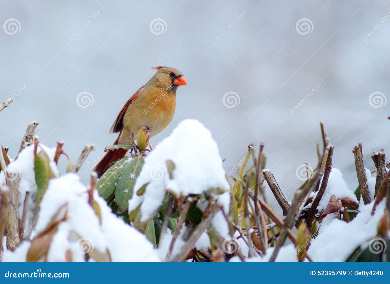 Female Cardinal Sitting on a Snow Bush. Stock Image - Image of ...