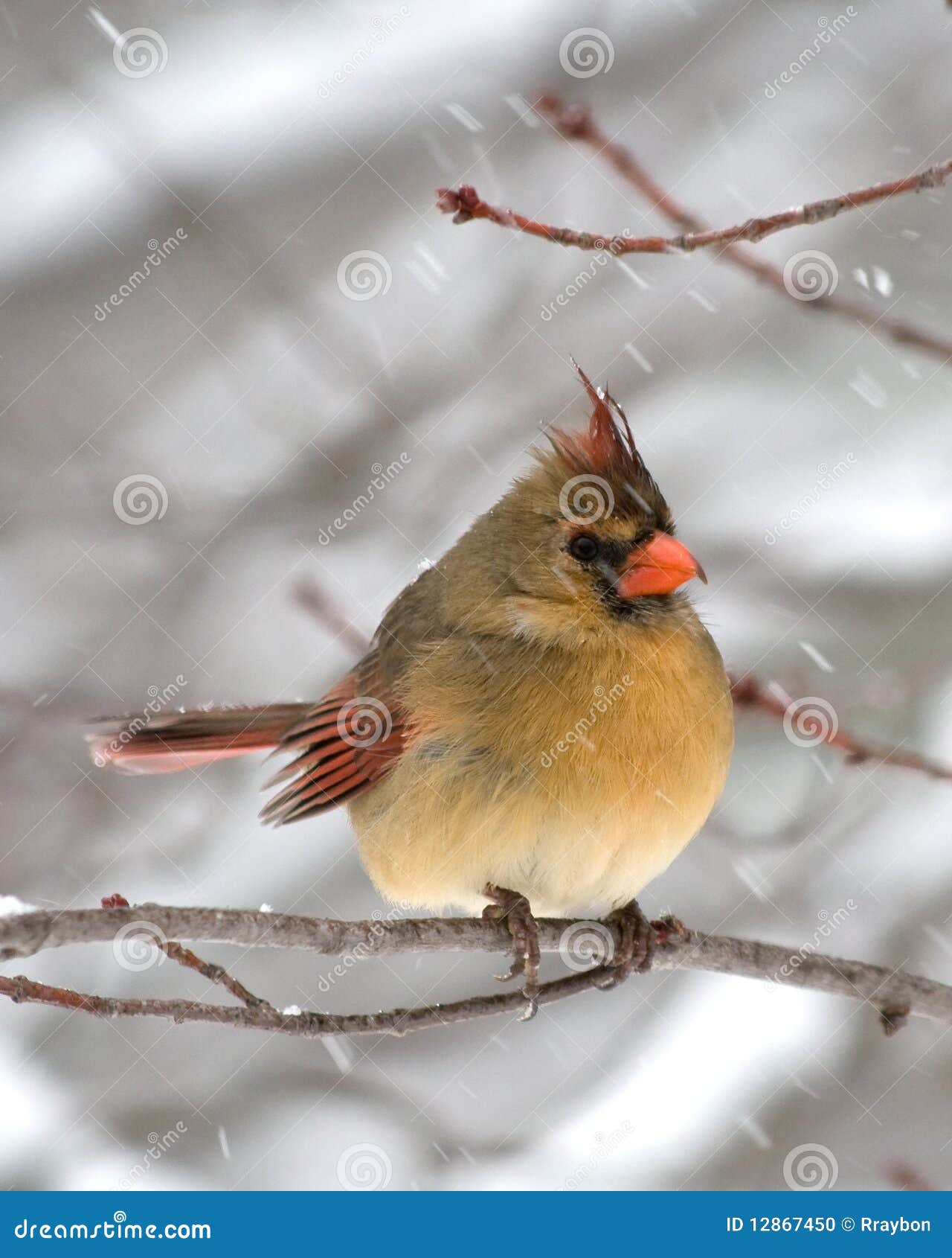 Female Cardinal in Snow stock photo. Image of orange - 12867450