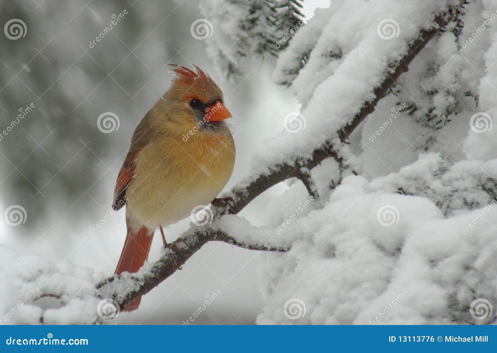 Female Cardinal in Snow stock photo. Image of northern - 13113776