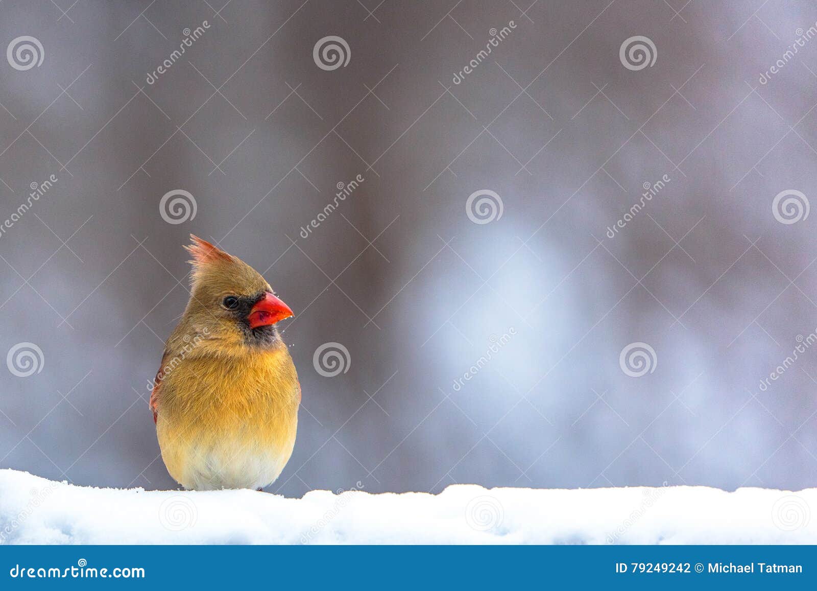 Female Cardinal in Snow stock photo. Image of bird, female - 79249242