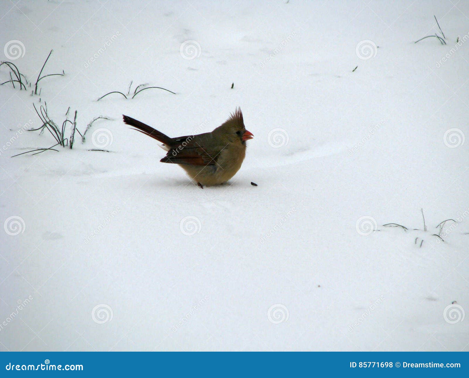 Female Cardinal in Snow stock photo. Image of snow, seeds - 85771698