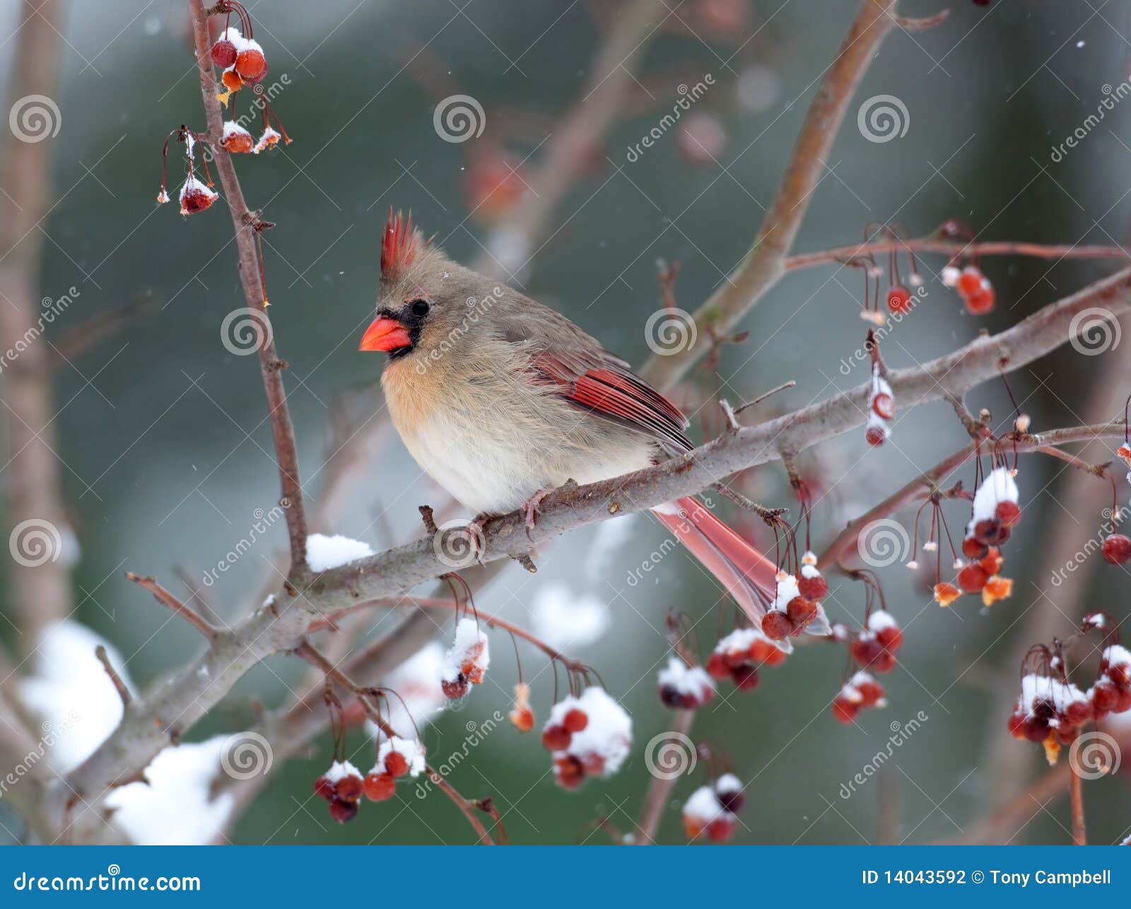 Female Cardinal Royalty-Free Stock Photo | CartoonDealer.com #17485875