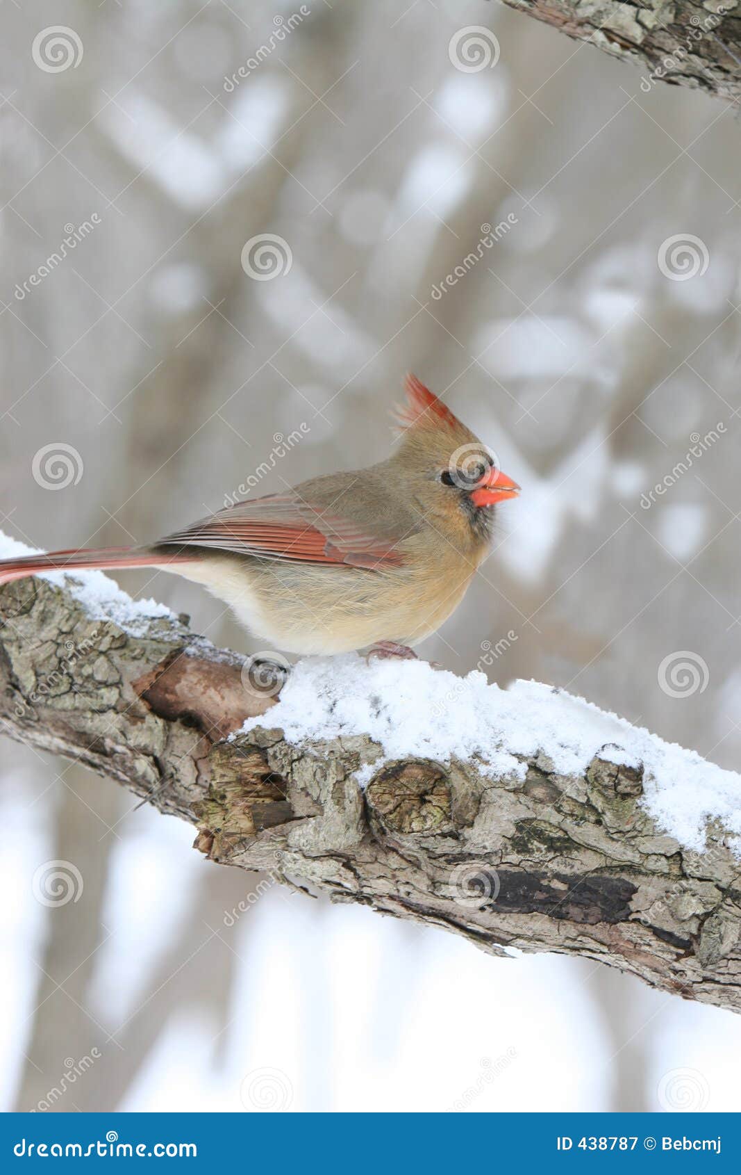 Cardinal On A Branch Royalty-Free Stock Photography | CartoonDealer.com ...