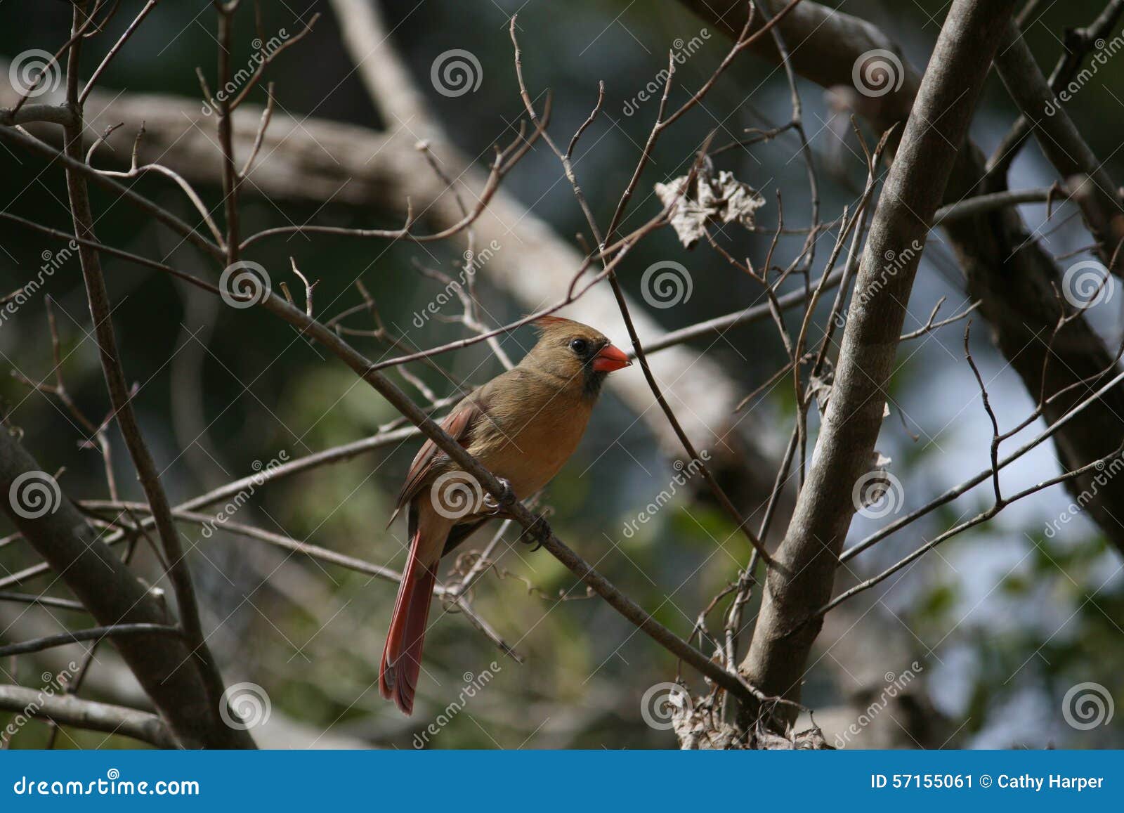 Female Cardinal on a limb stock image. Image of redbird - 57155061