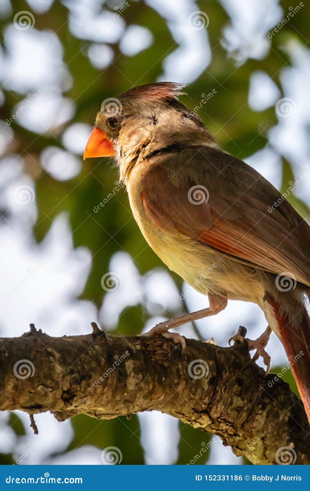 Female Cardinal on a Tree Limb Stock Photo - Image of redbird, orange ...