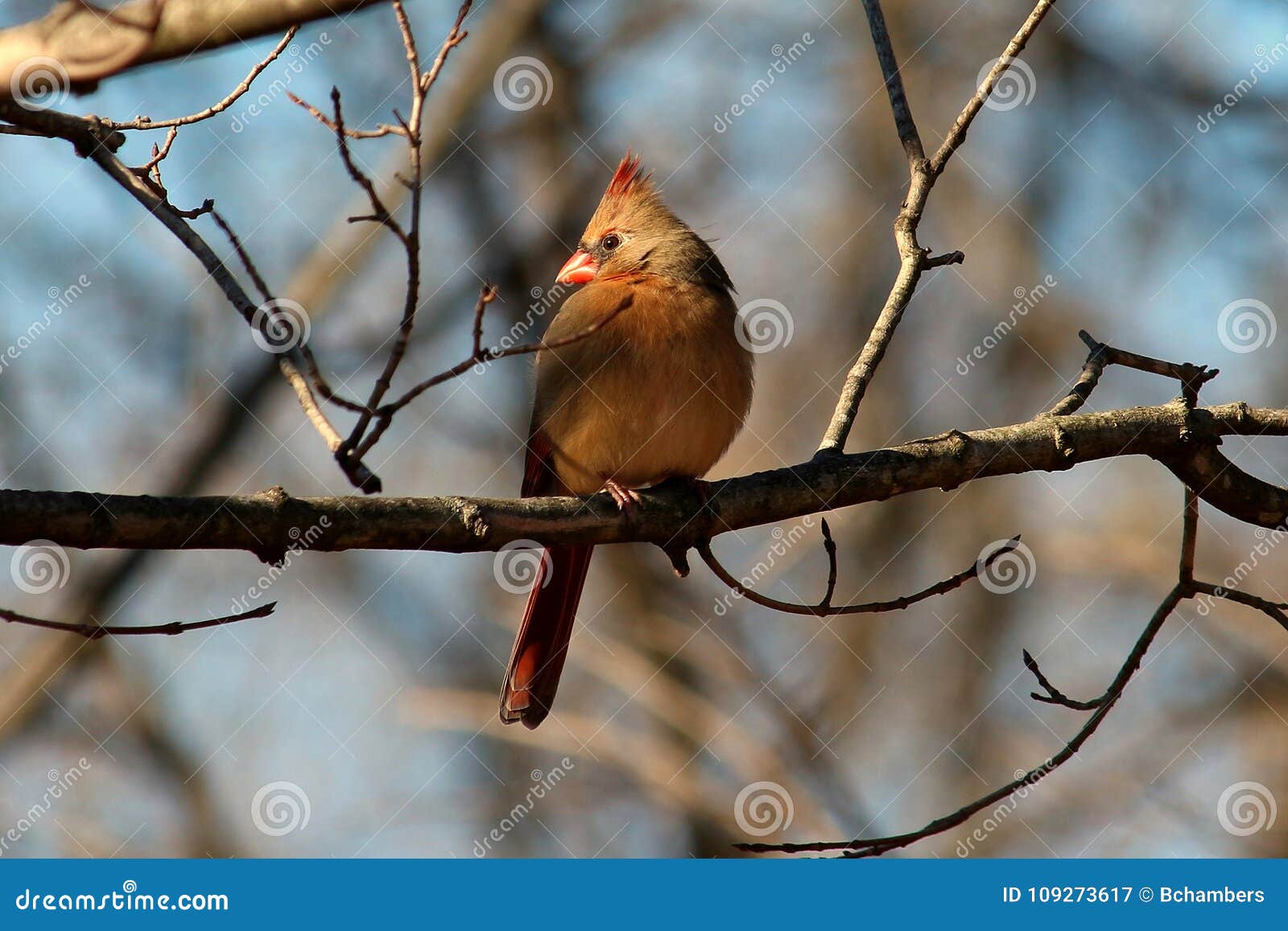 Female cardinal in tree stock image. Image of tree, cardinal - 109273617