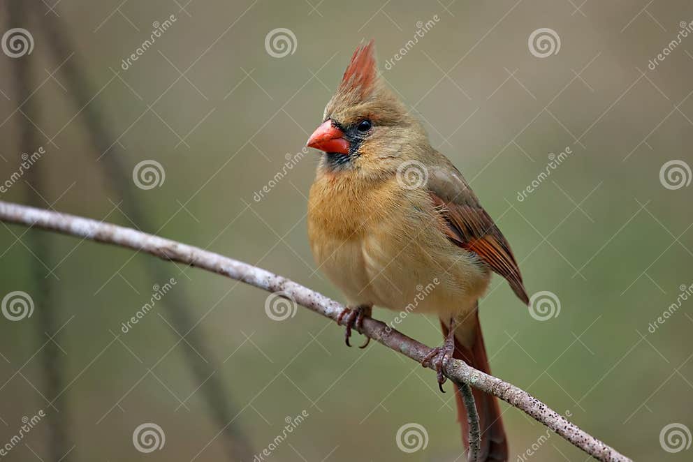 Female Cardinal on twig stock image. Image of natural - 13443741