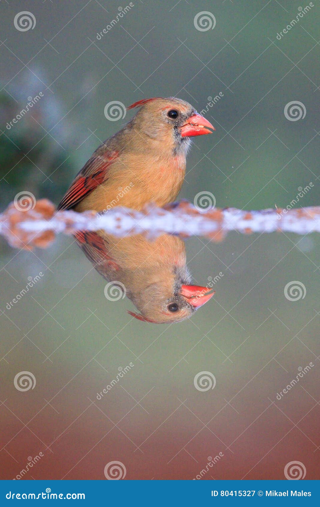 Female cardinal by water stock image. Image of cardinal - 80415327
