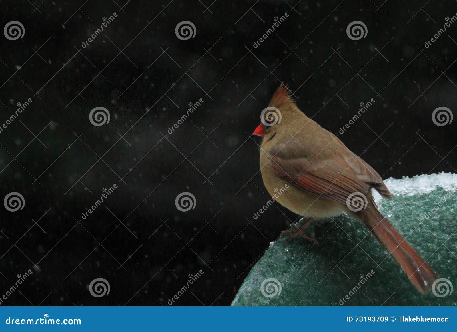 Female Cardinal winter 3 stock image. Image of season - 73193709