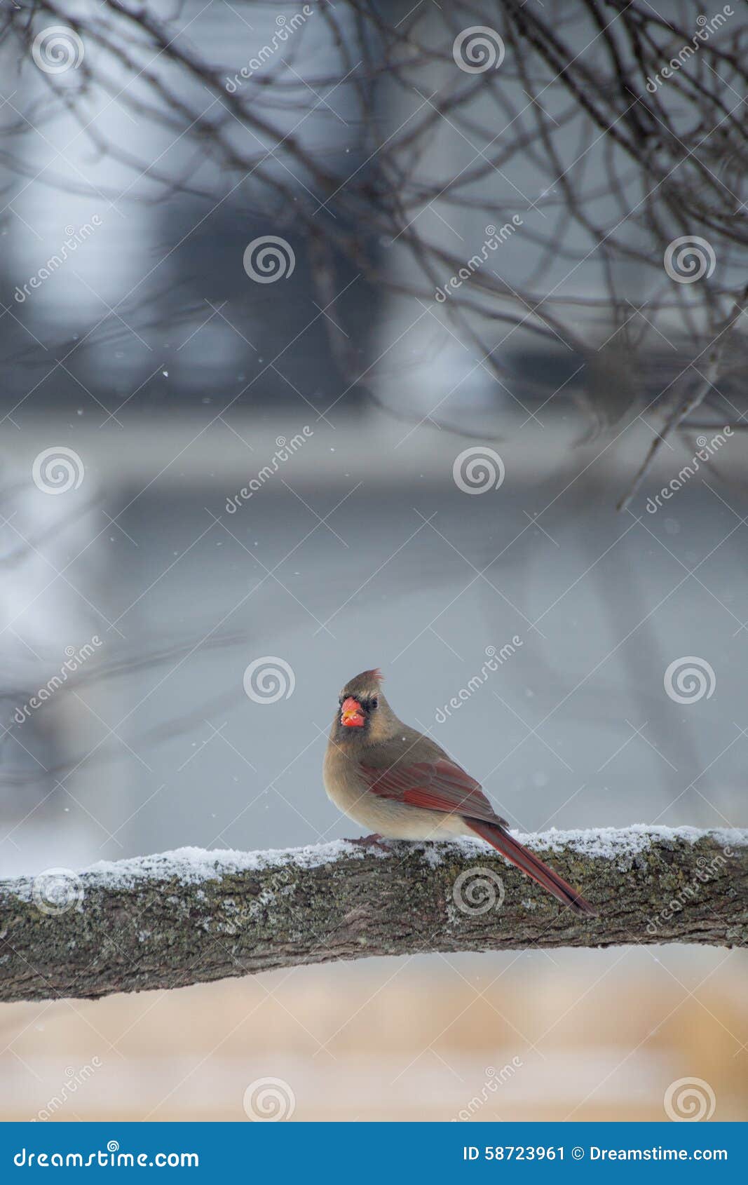 Female Cardinal in winter stock image. Image of spring - 58723961