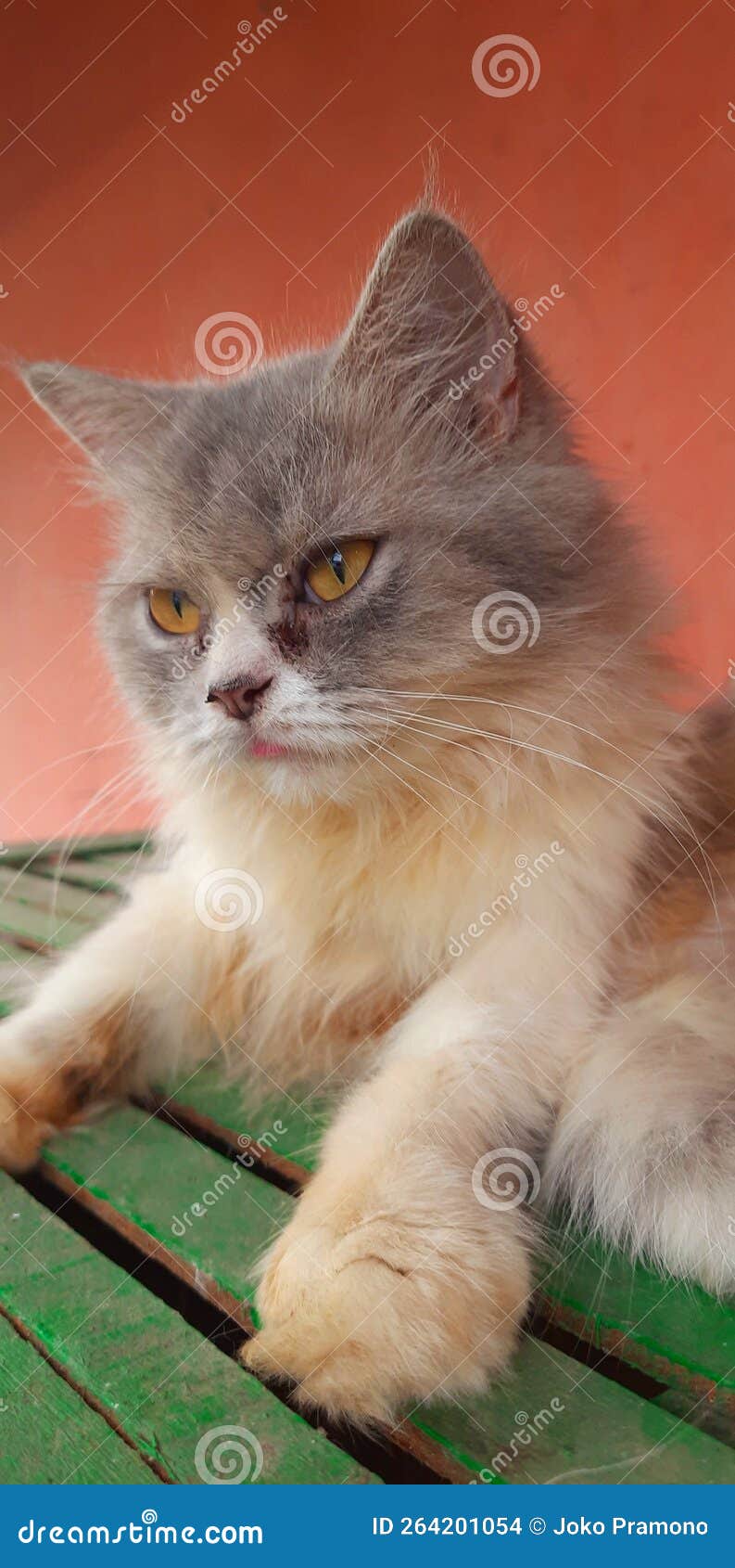 Female Cat Anger Expression is Funny Stock Photo - Image of expression ...