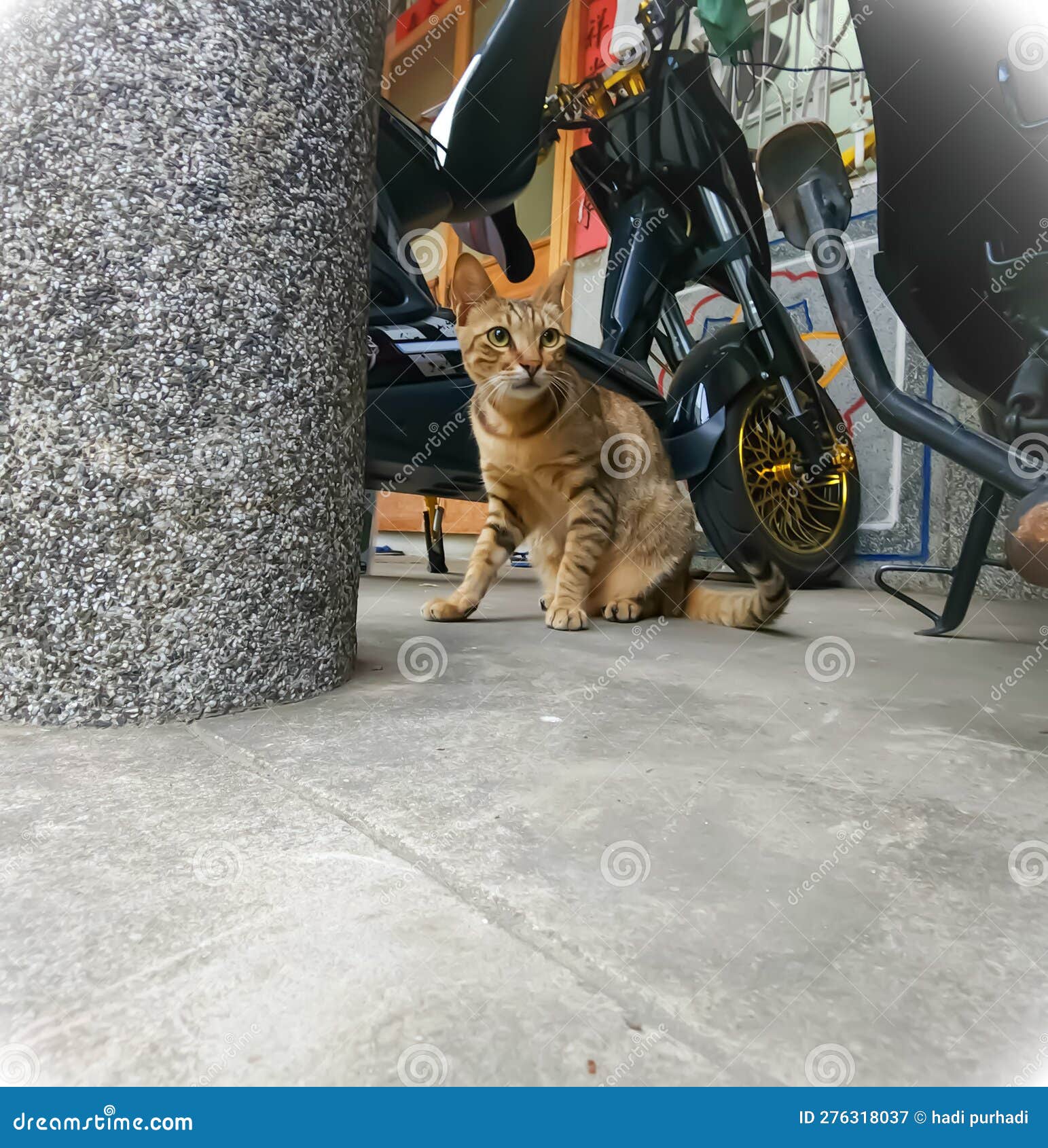 Female Cat, Asking for Food and Looking for Her Kittens Stock Image ...